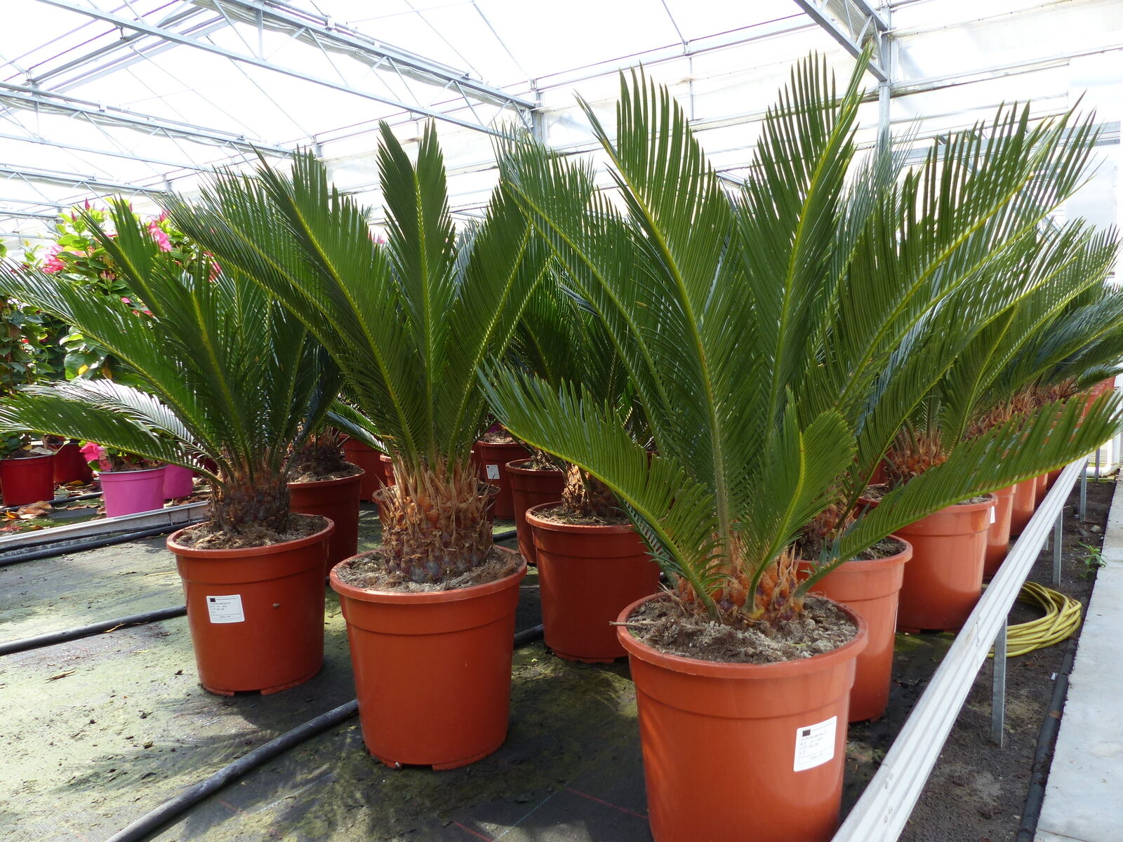 Echter Premium Palmfarn 70 - 90 cm Cycas Revoluta Sagopalme Palme, inn ...